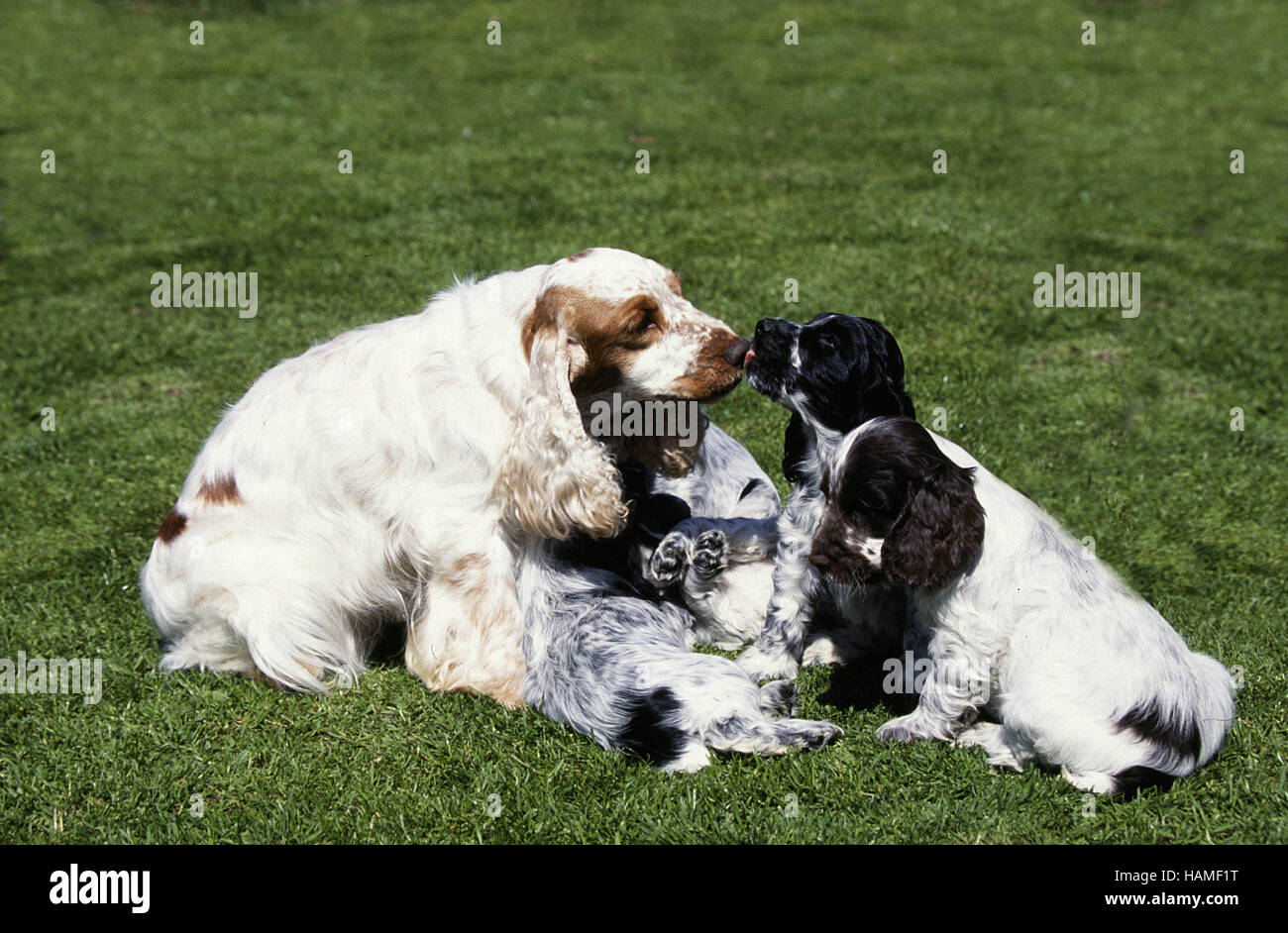Cocker Spaniel Puppy Children High Resolution Stock Photography and ...