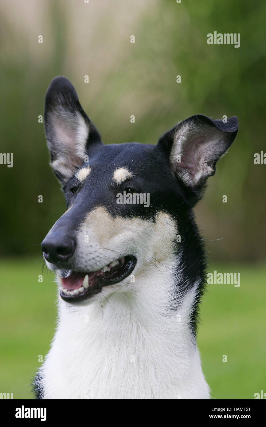 Short haired collie hi-res stock photography and images - Alamy