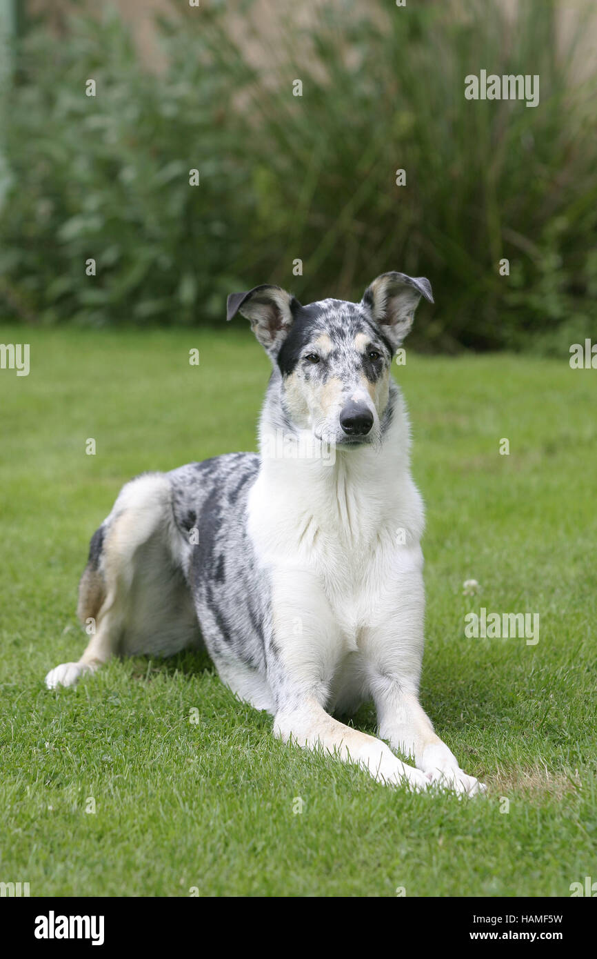 Smooth collie hi-res stock photography and images - Alamy