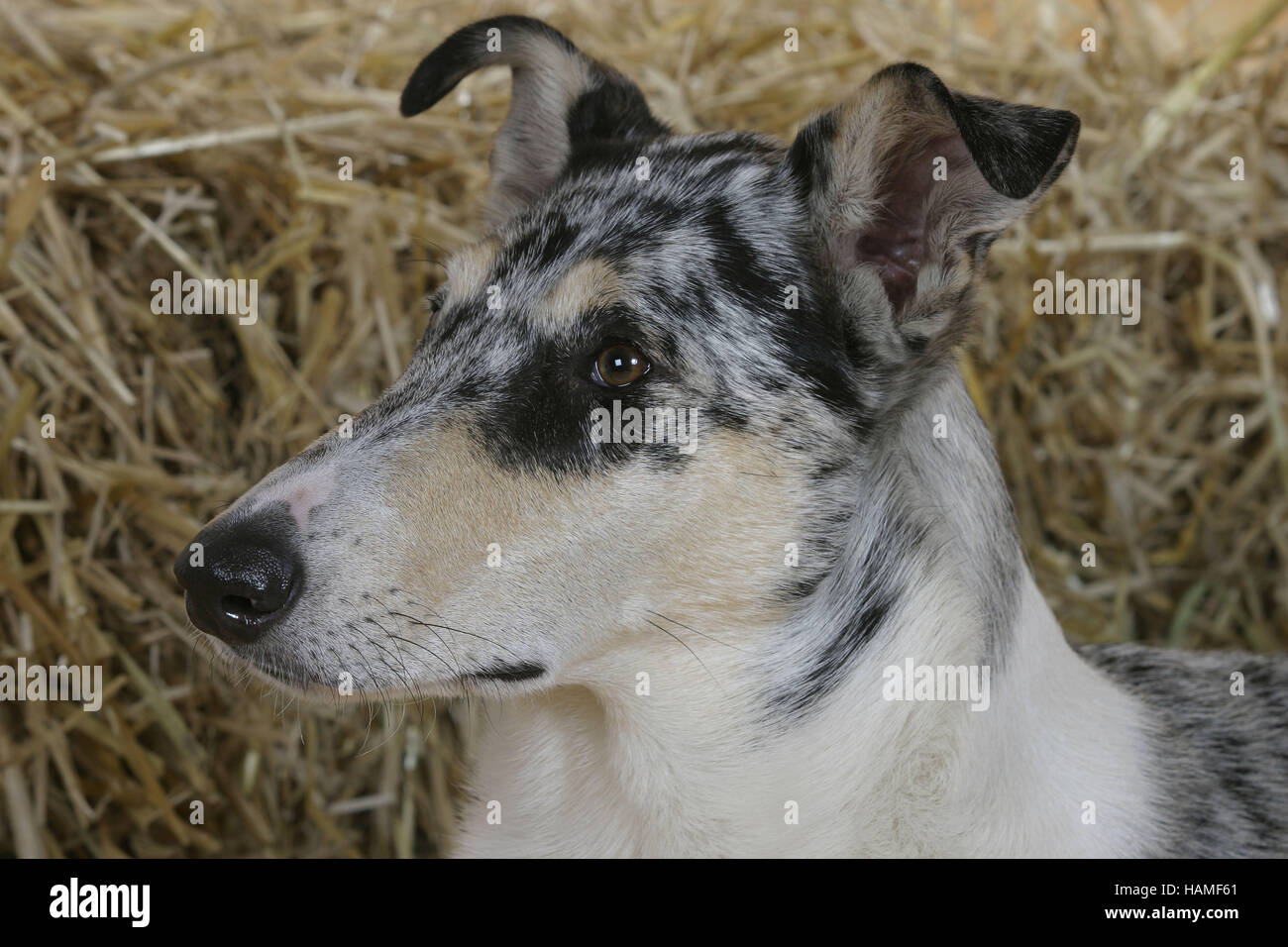 Smooth animals hi-res stock photography and images - Alamy