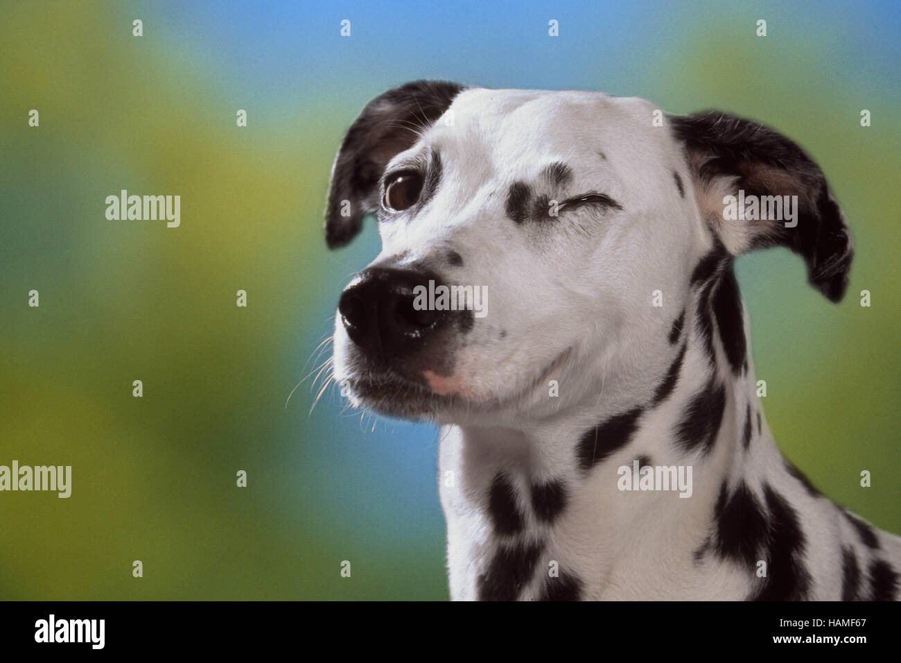 Humor dalmatian hi-res stock photography and images - Alamy