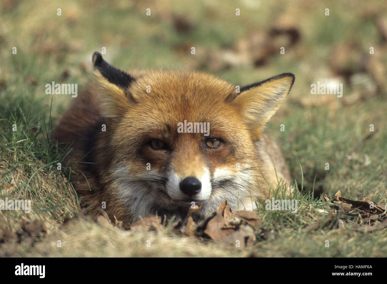 Schlauer fuchs hi-res stock photography and images - Alamy