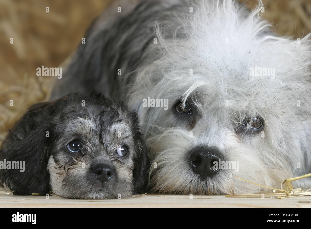 Dandie Dinmont Terrier Stock Photo - Alamy