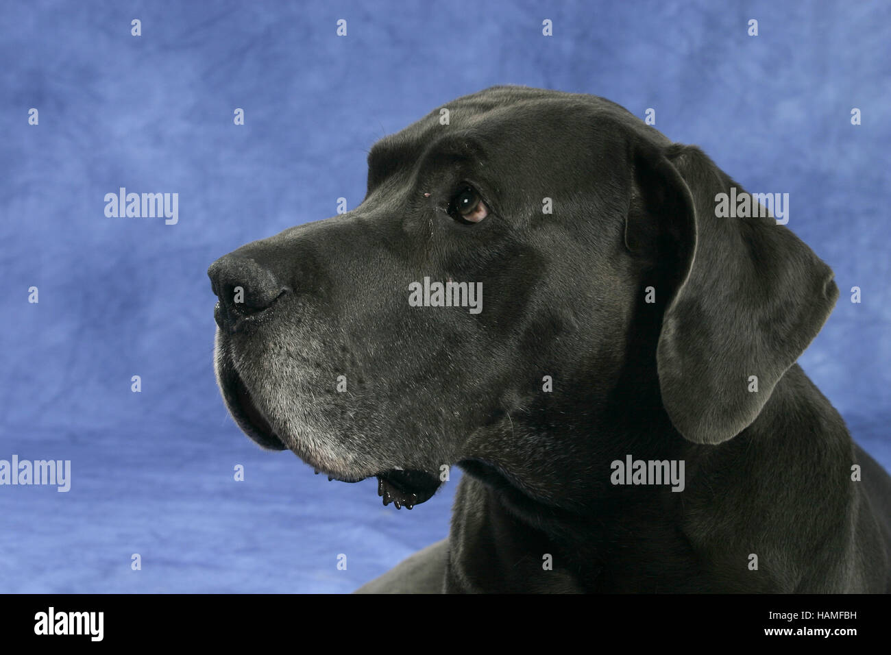 Grand Danois High Resolution Stock Photography and Images - Alamy