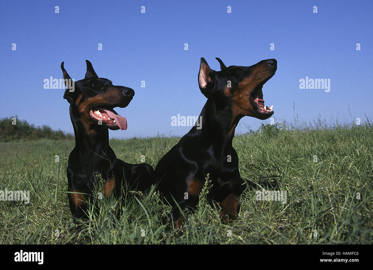 Dobermann barking hi-res stock photography and images - Alamy