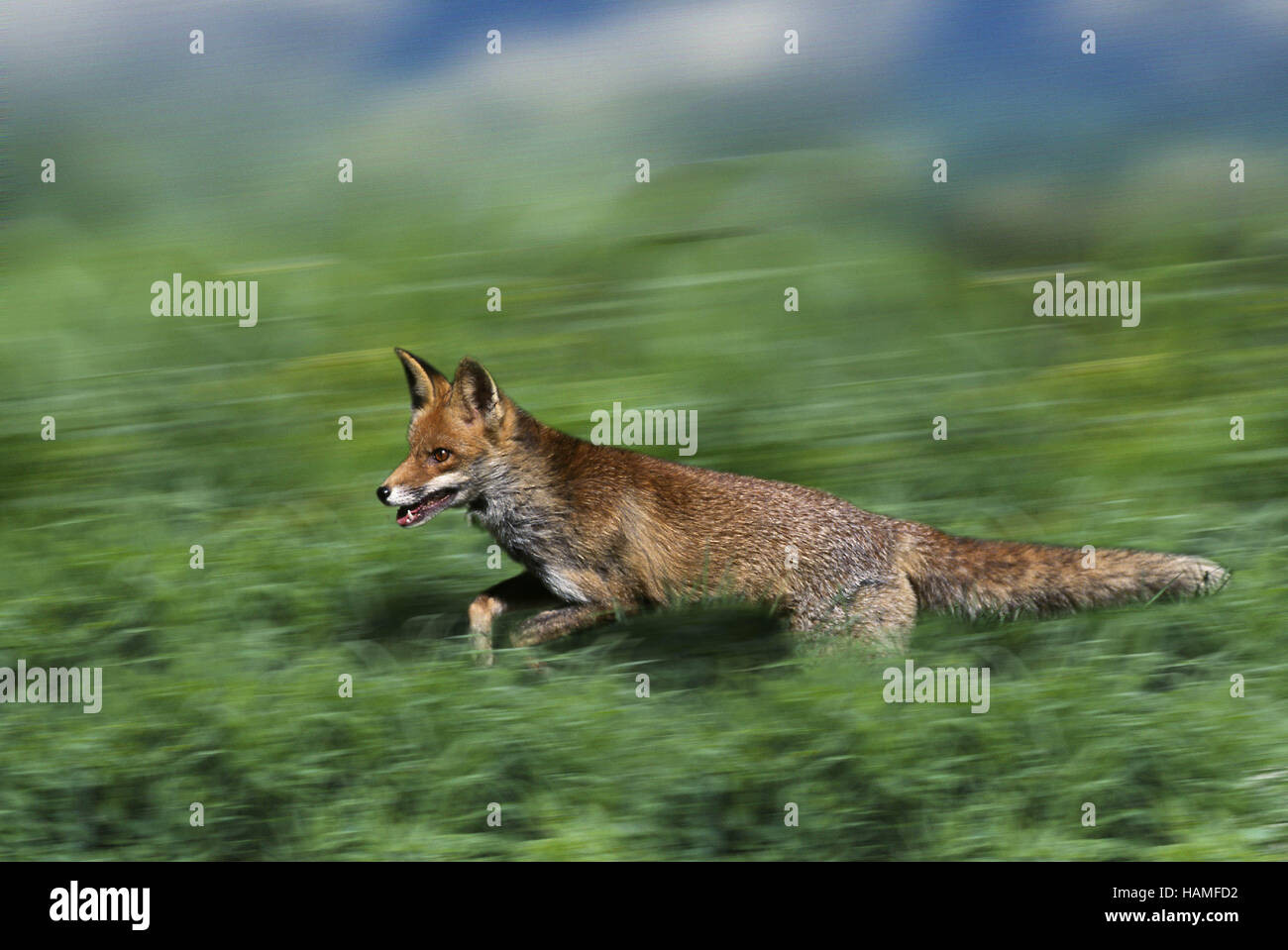 Deutsches rennen poster hi-res stock photography and images - Alamy