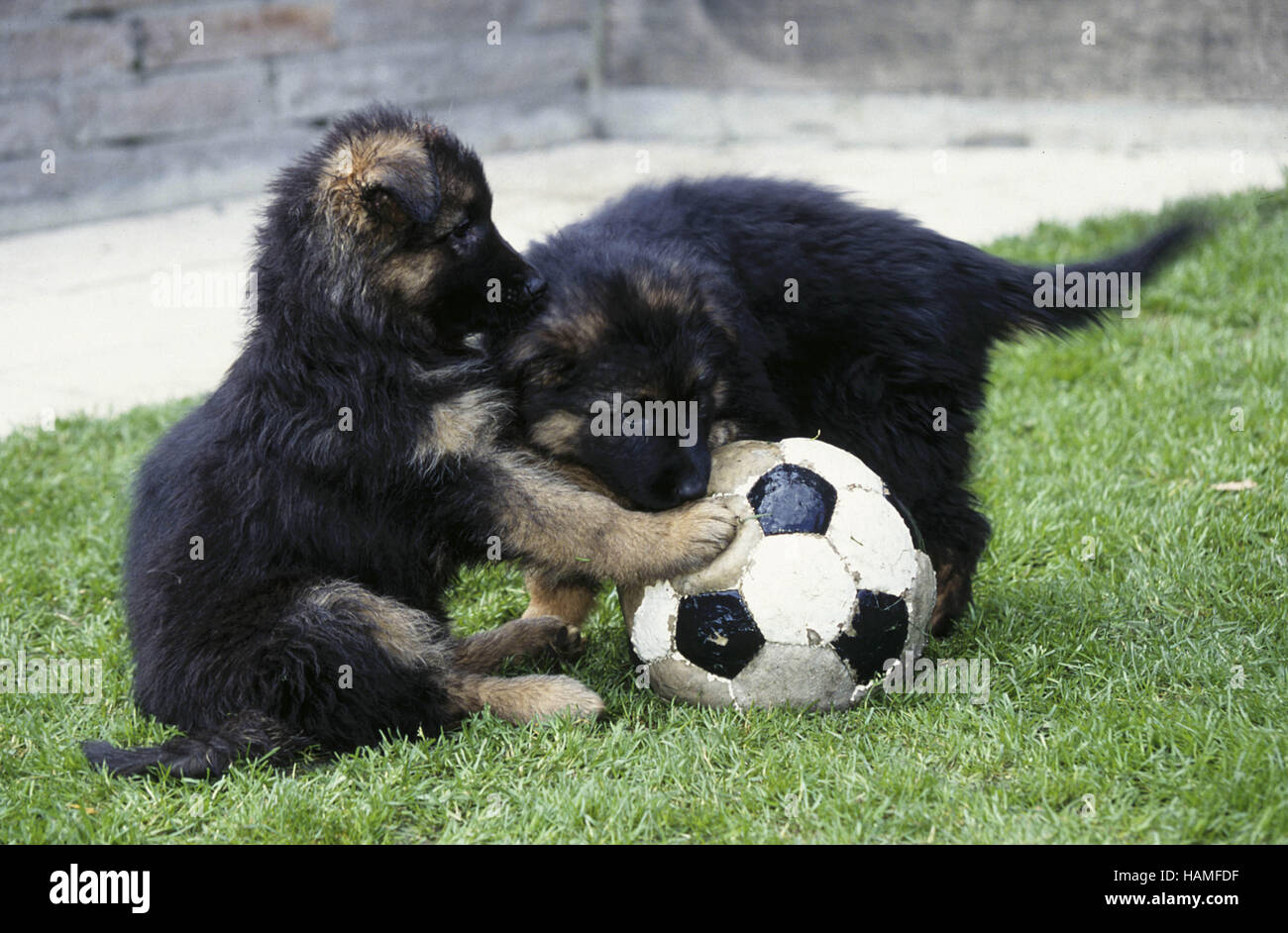 Fight german shepherd dog hi-res stock photography and images - Alamy