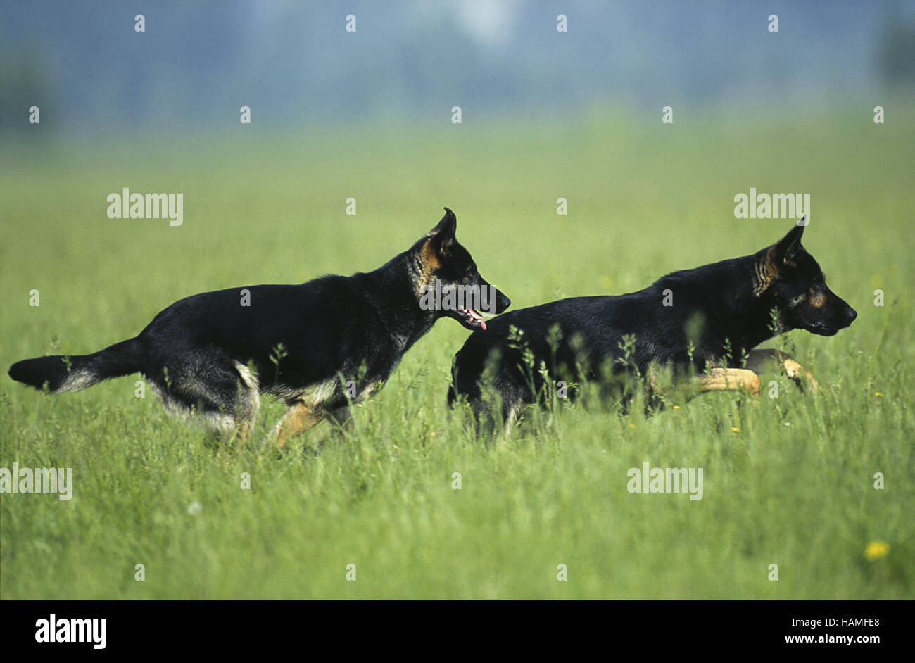 Shepherds race hi-res stock photography and images - Alamy