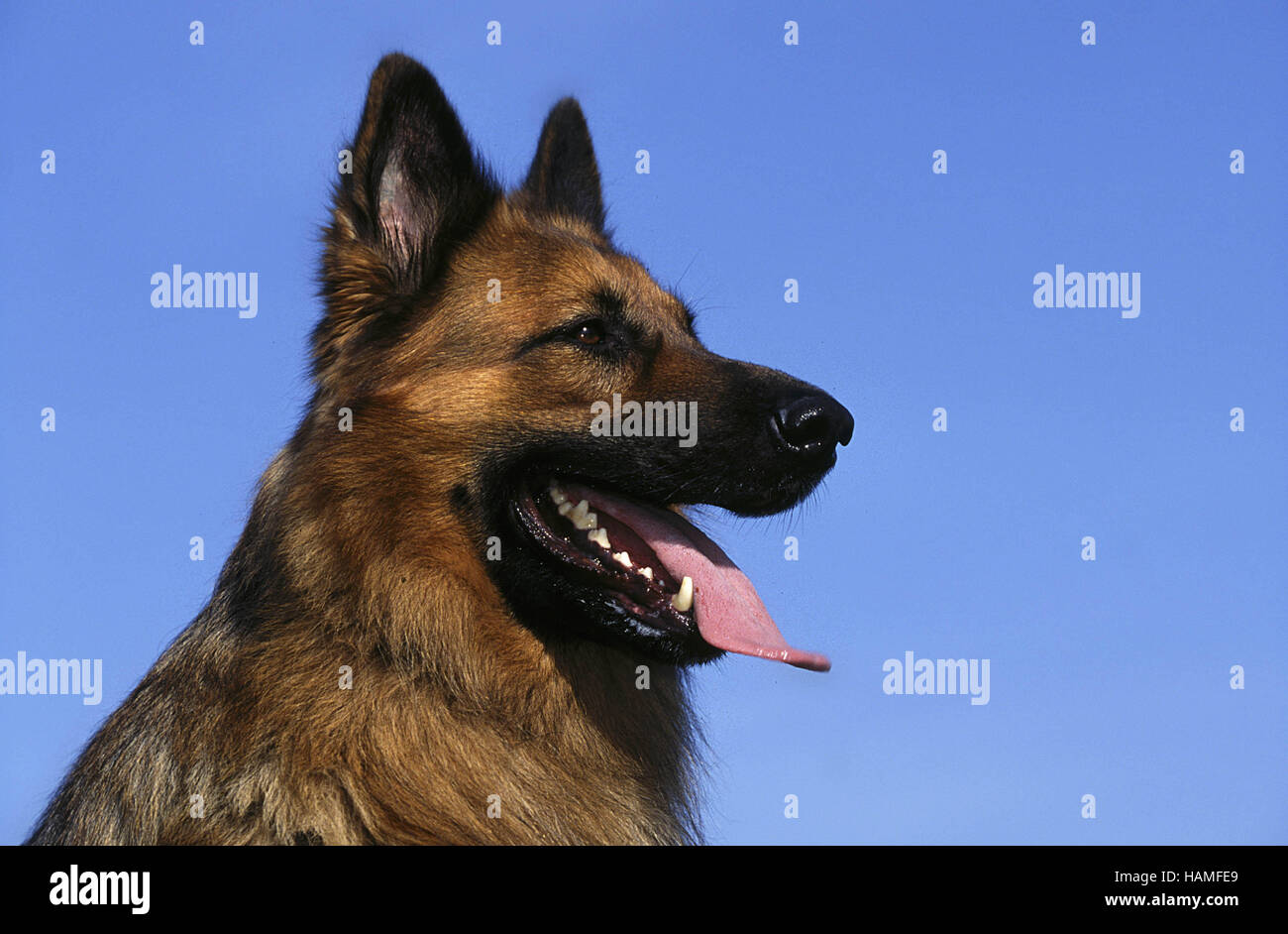 Berger Allemand Deutscher Schaeferhund German High Resolution Stock ...