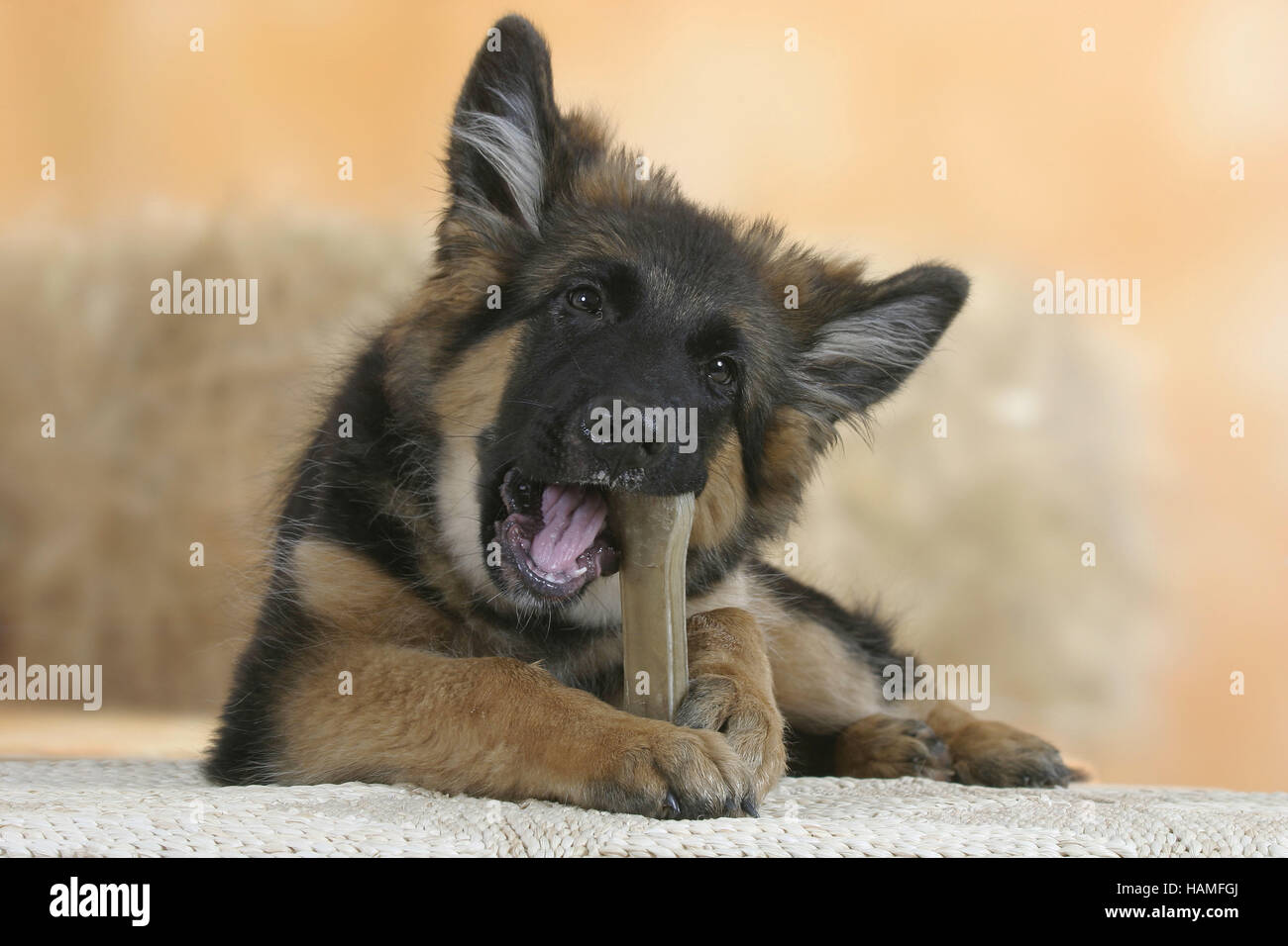 Chewing cane hi-res stock photography and images - Alamy