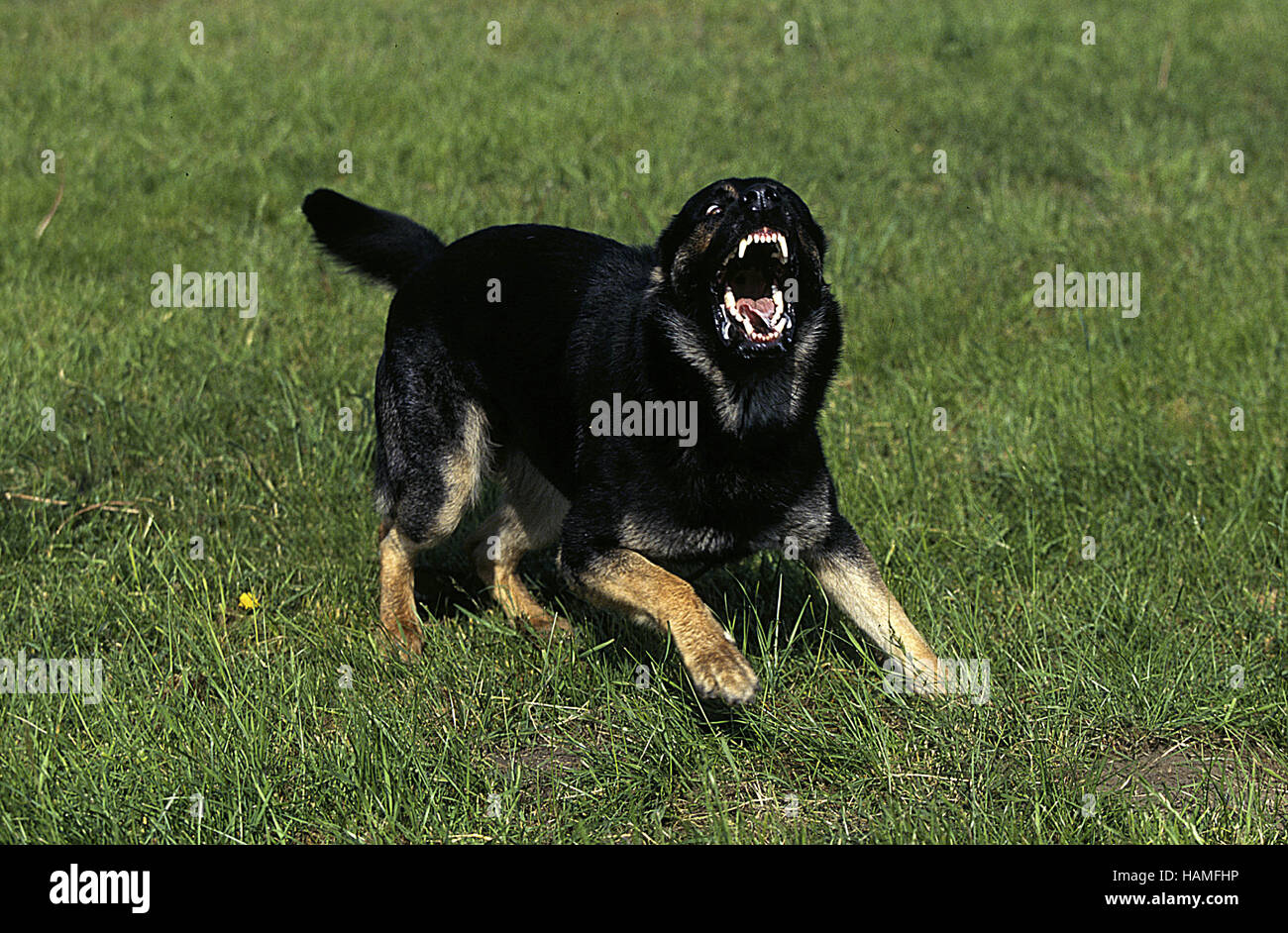 Bellender hund hi-res stock photography and images - Alamy