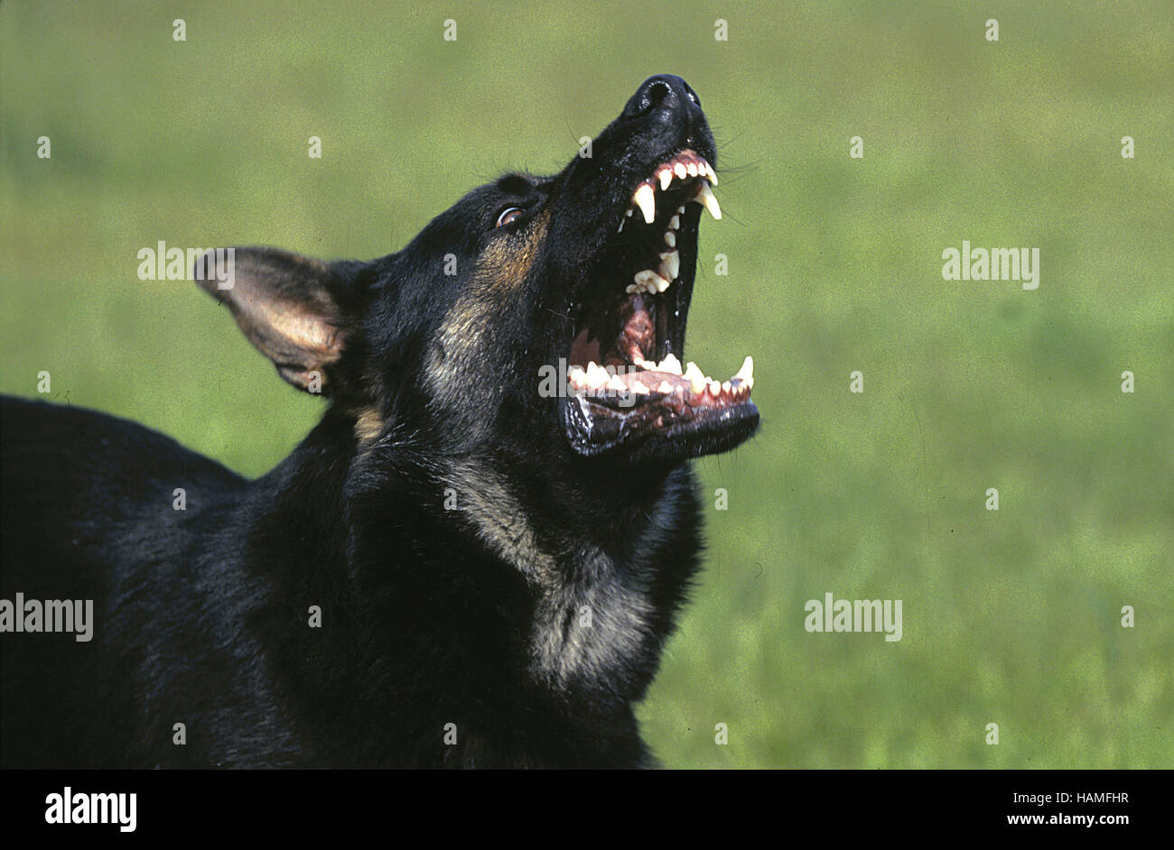 Angry sheep dog hi-res stock photography and images - Alamy