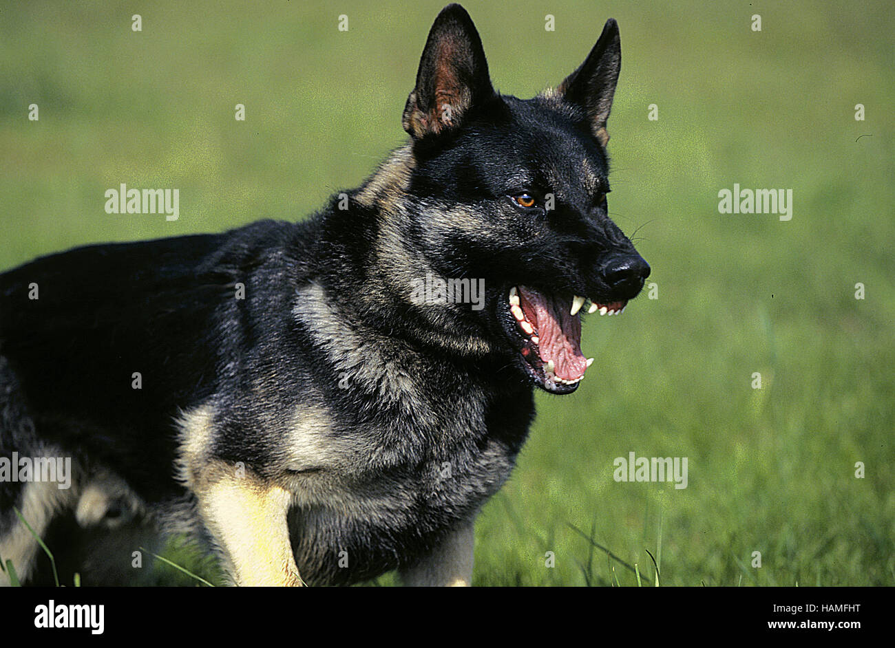 Alsatian angry hi-res stock photography and images - Alamy