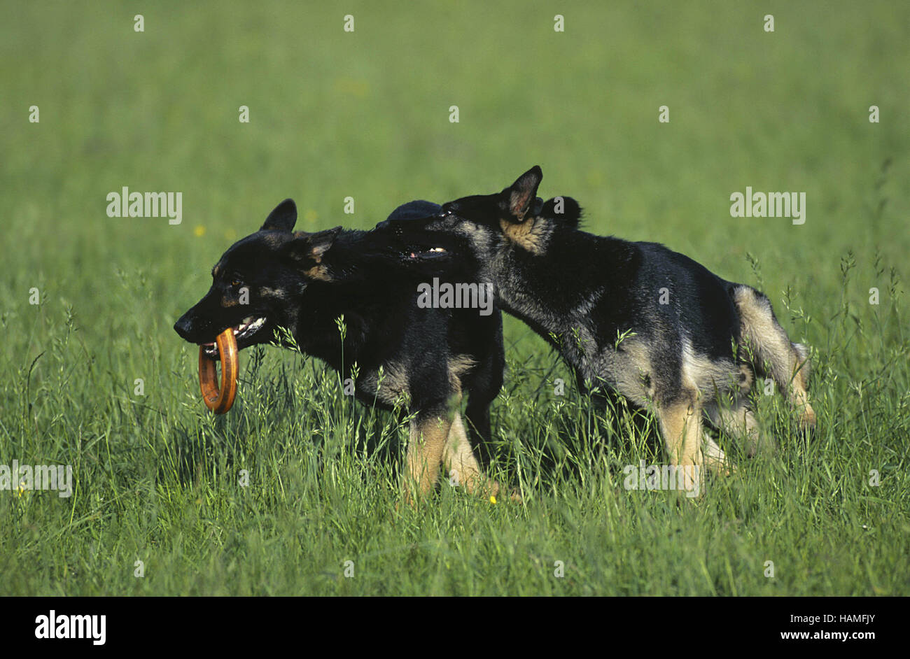 Race de chien allemand hi-res stock photography and images - Alamy