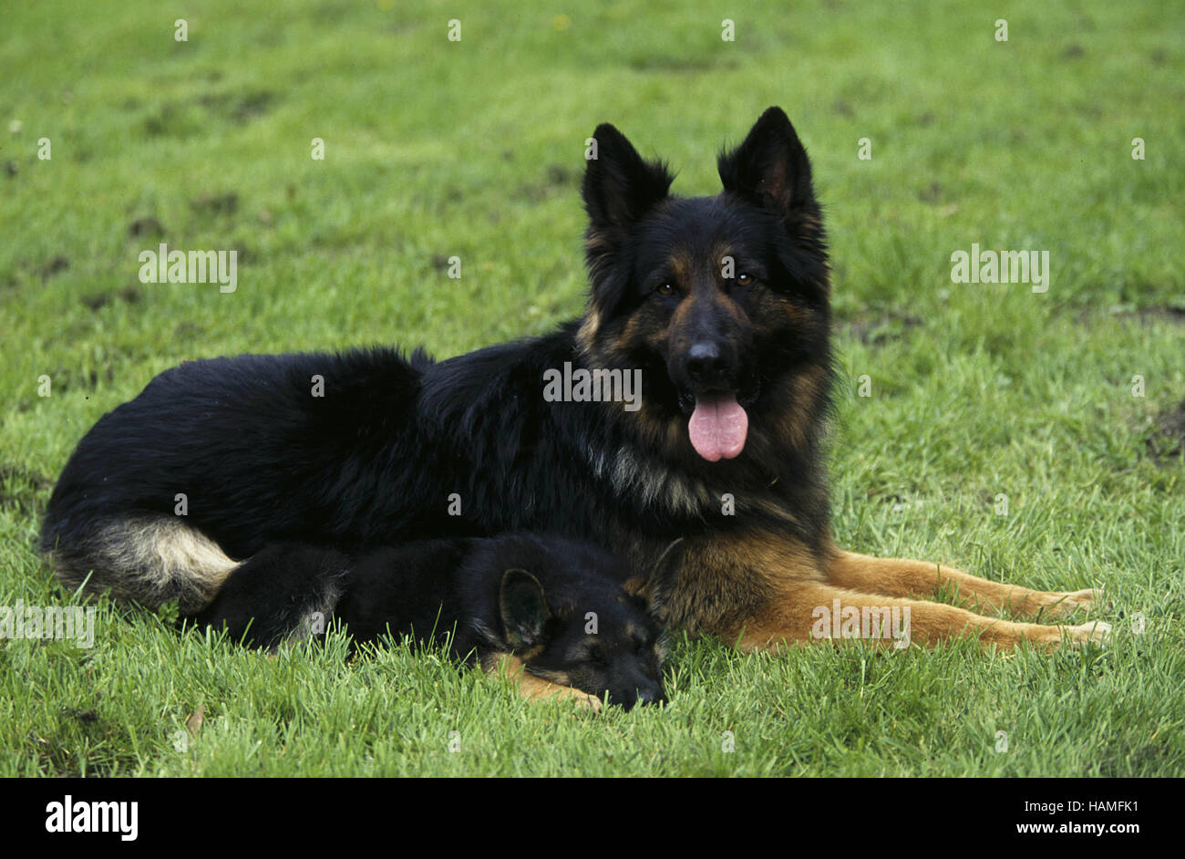 Family of sheepdogs hi-res stock photography and images - Alamy