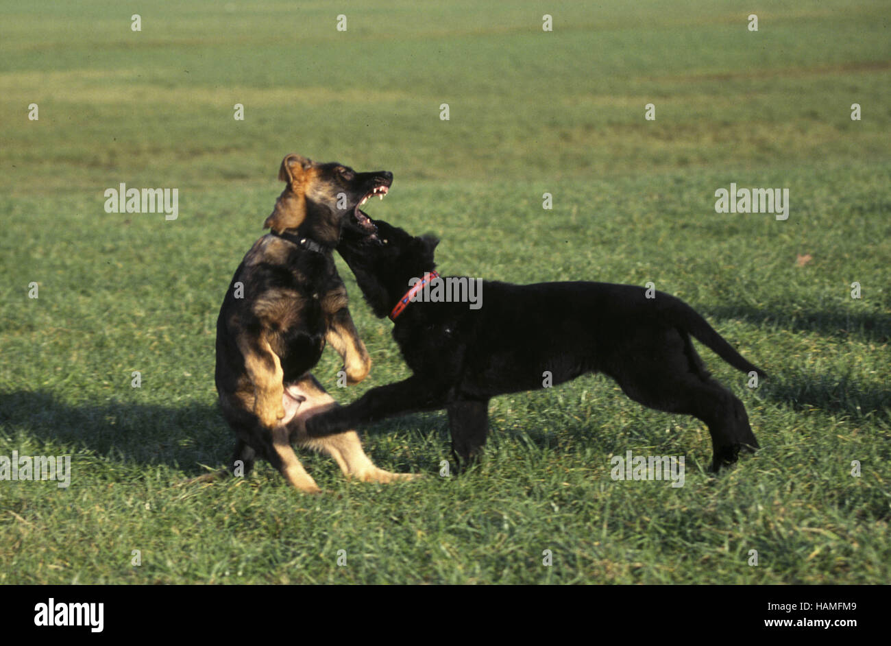Fight German Shepherd Dog High Resolution Stock Photography and Images ...