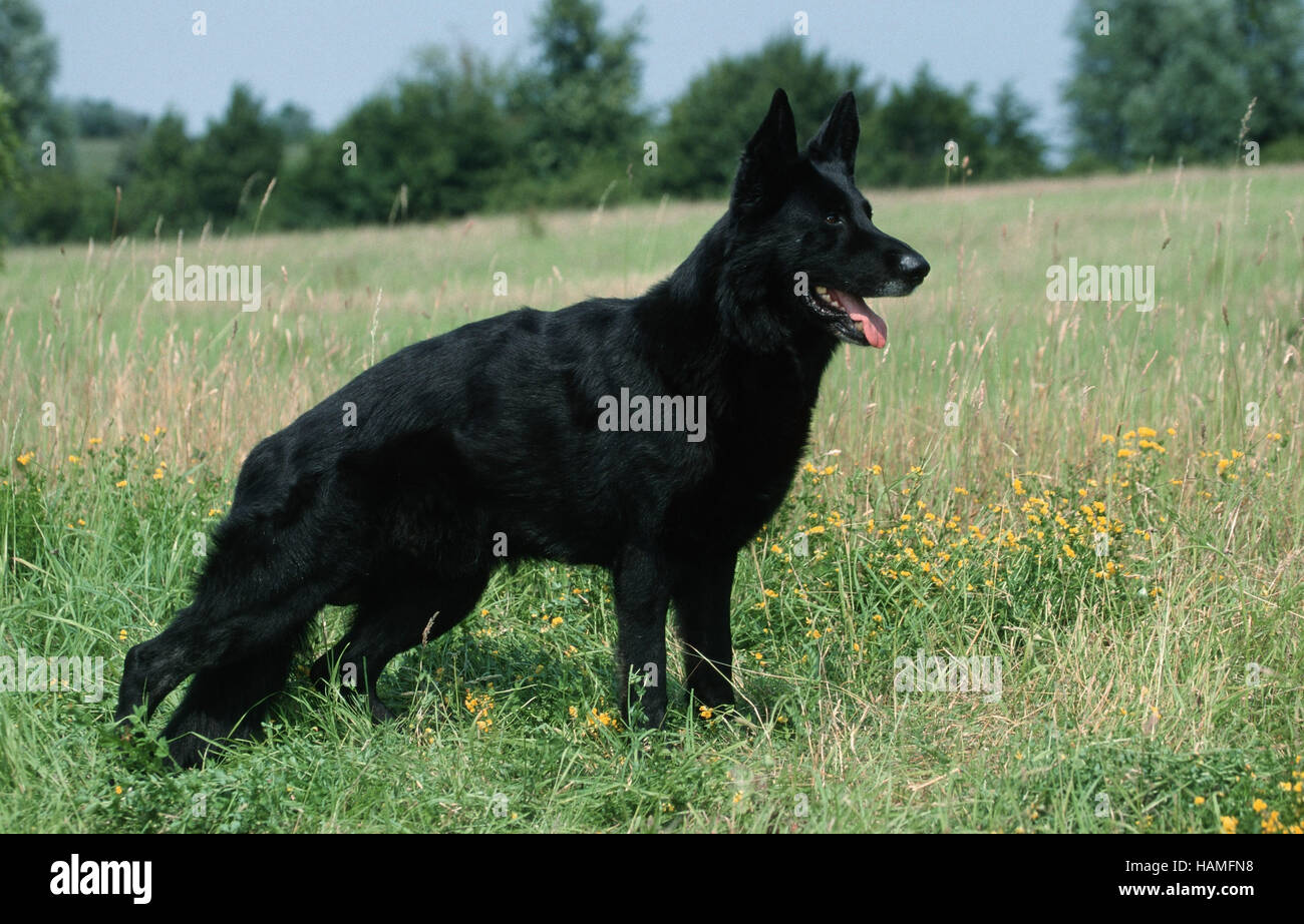 Berger allemand hi-res stock photography and images - Alamy