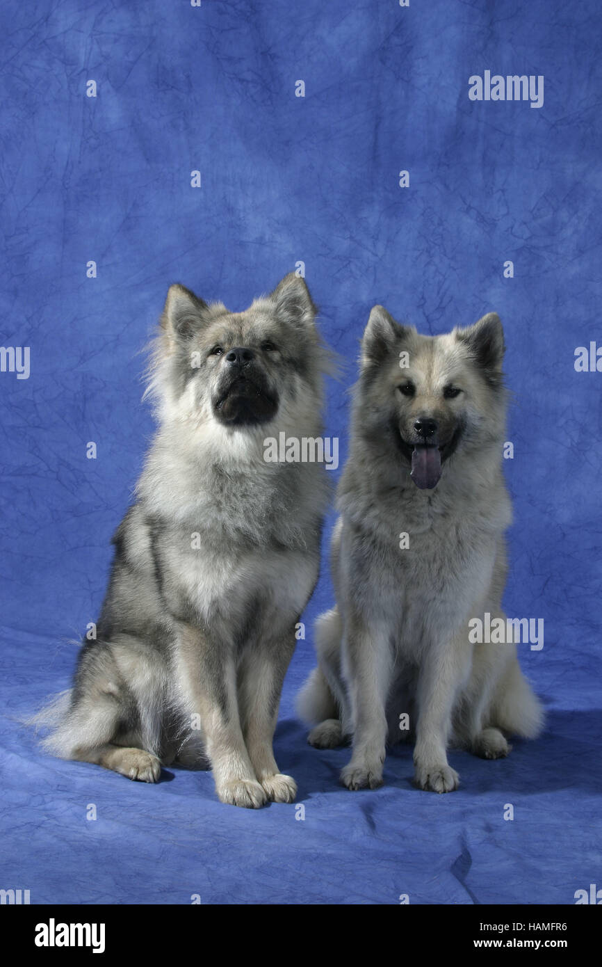 Eurasian dogs hi-res stock photography and images - Alamy