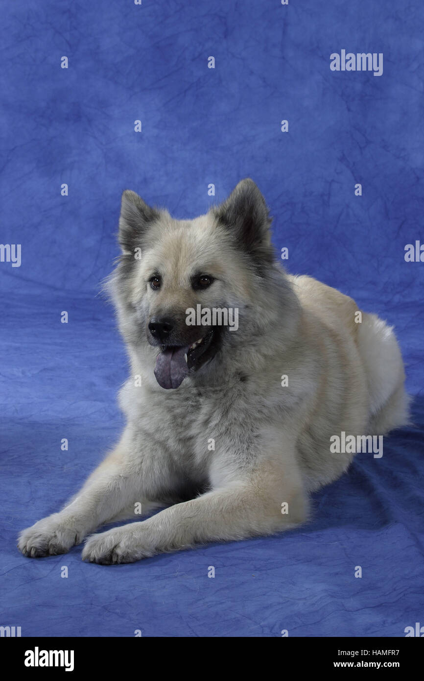Eurasian dogs hi-res stock photography and images - Alamy