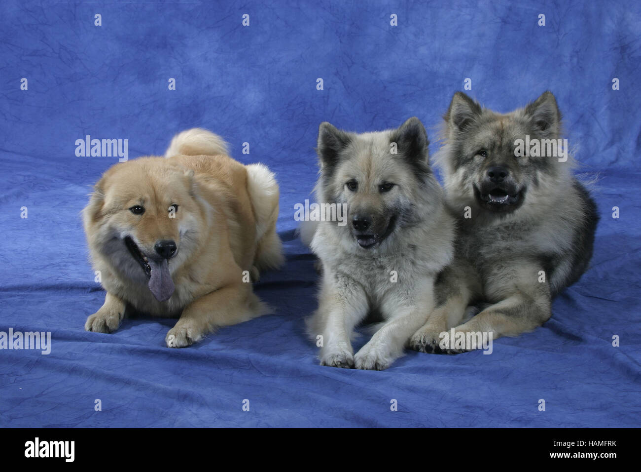 Eurasian dogs hi-res stock photography and images - Alamy