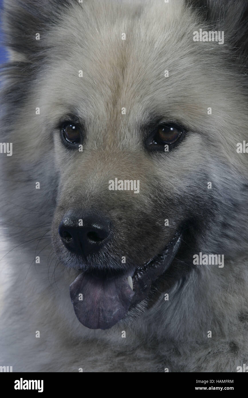 Eurasian dogs hi-res stock photography and images - Alamy