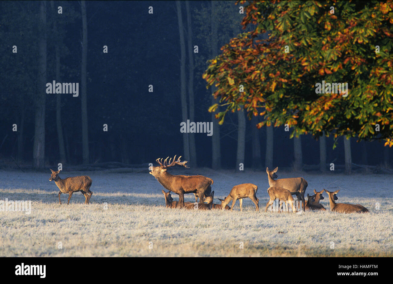 Red Deer / Rothirsch Stock Photo - Alamy