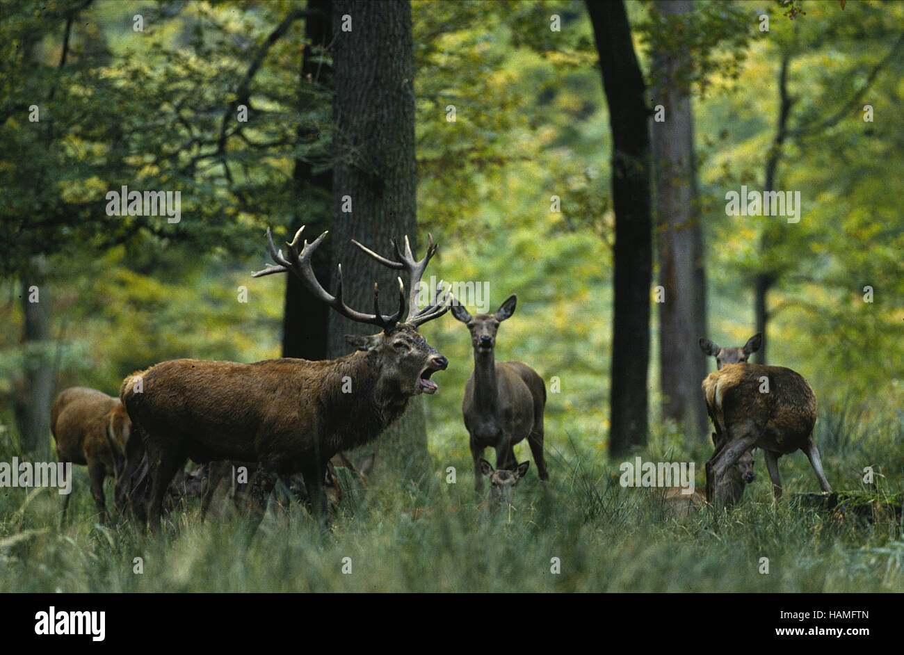 Mammals red deer hi-res stock photography and images - Alamy