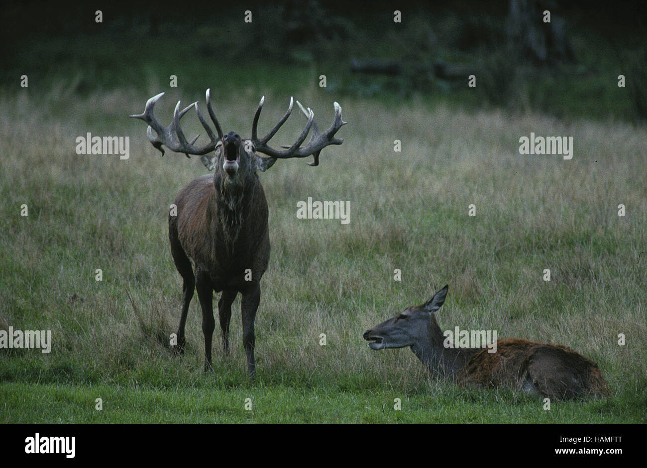 Male blunder hi-res stock photography and images - Alamy