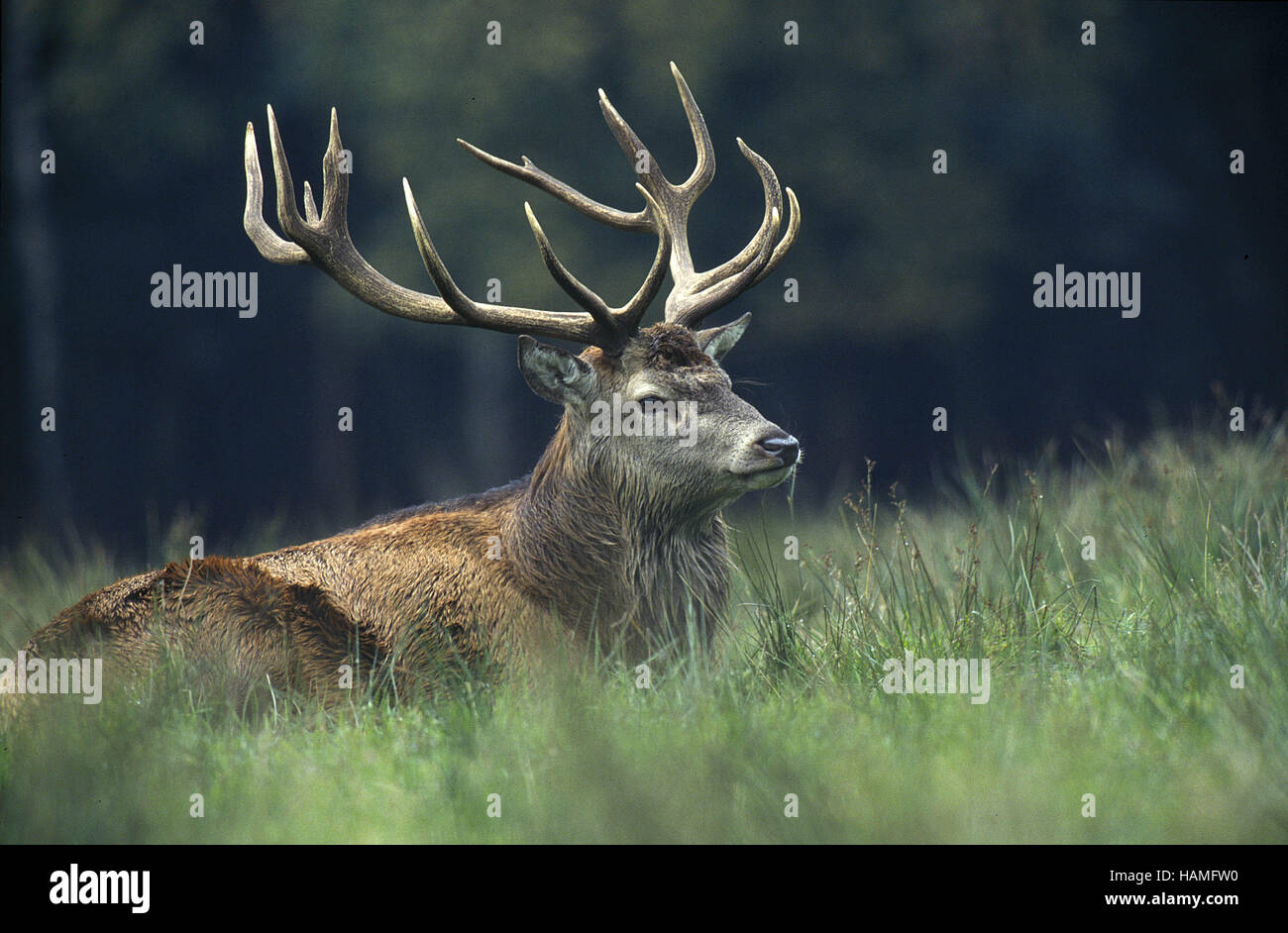 Hirsch huf hi-res stock photography and images - Alamy