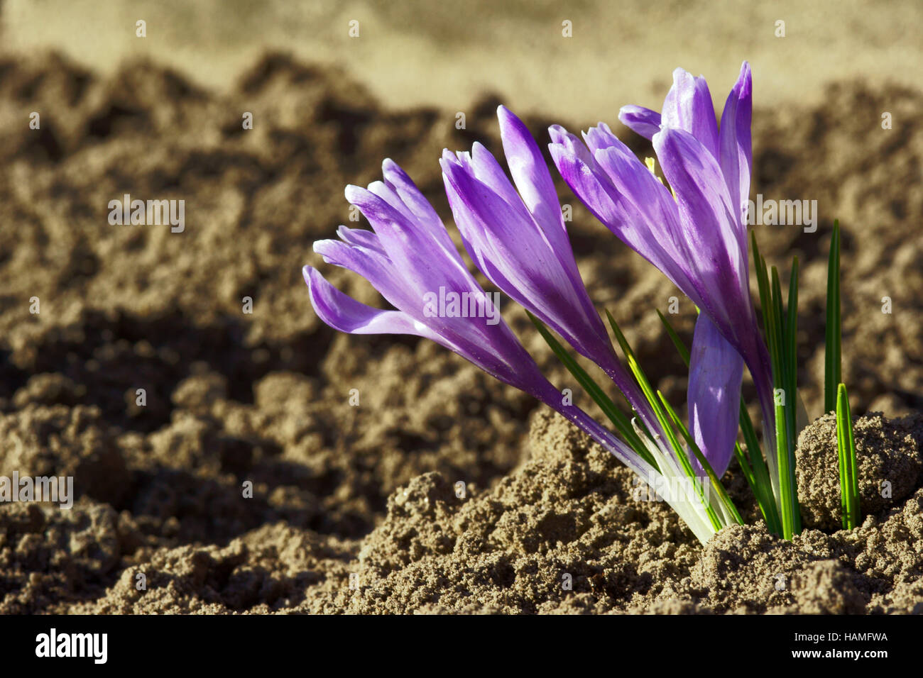 Purple, spring crocus flower Stock Photo - Alamy
