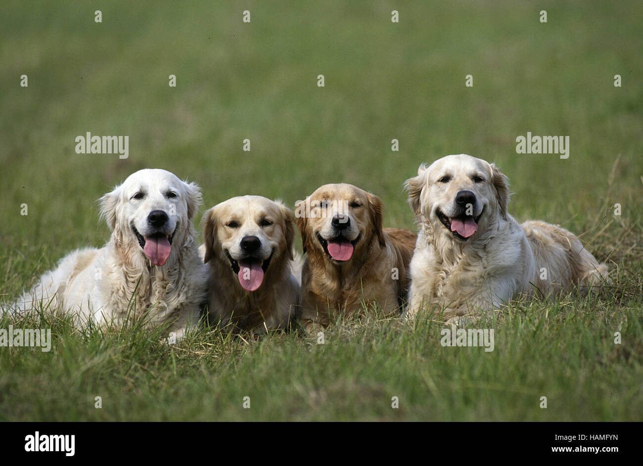 Golden dom hi-res stock photography and images - Alamy
