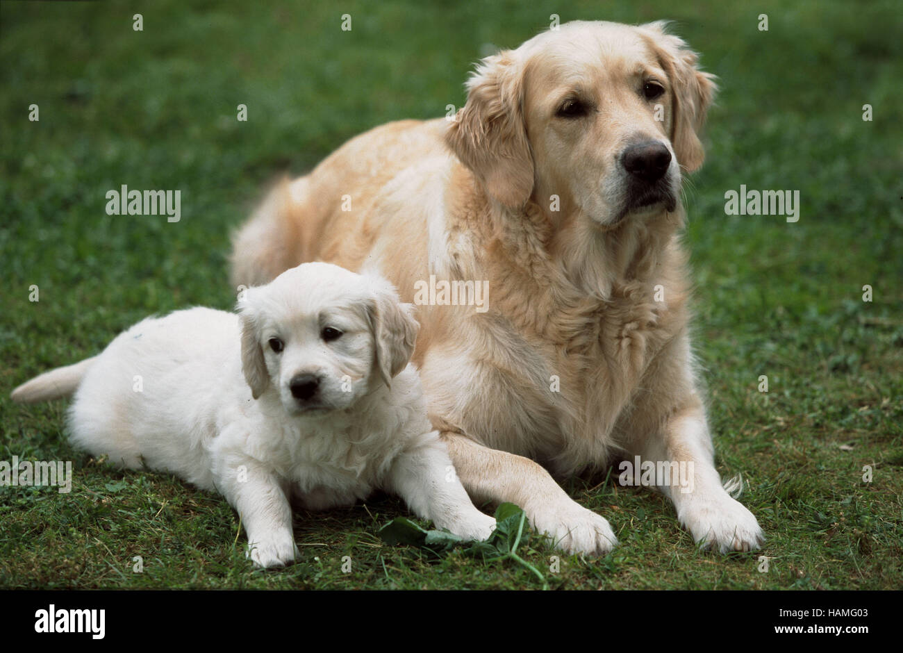 Newborn Golden Retriever High Resolution Stock Photography and Images ...