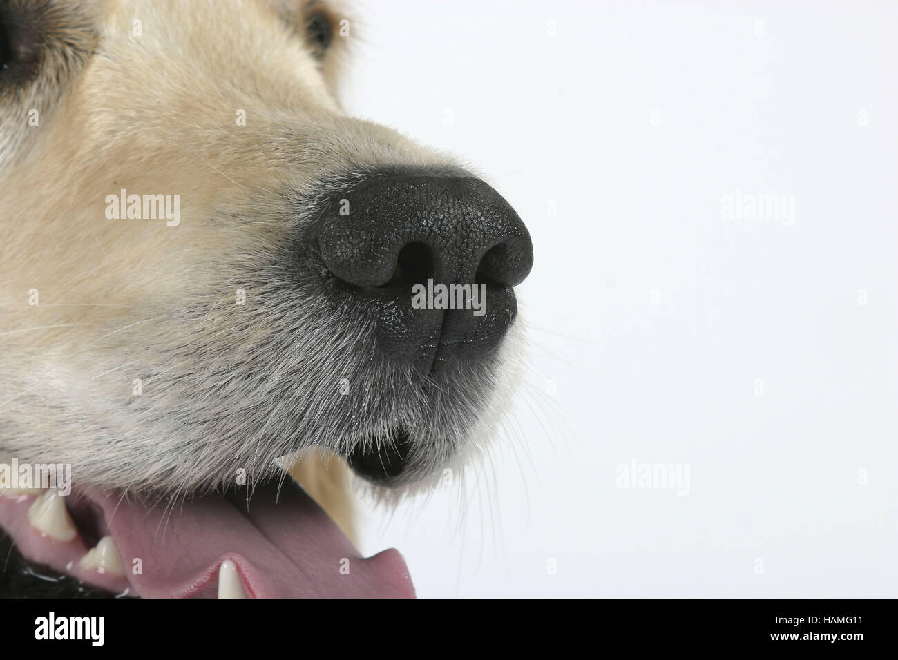 Dog head spout hi-res stock photography and images - Alamy