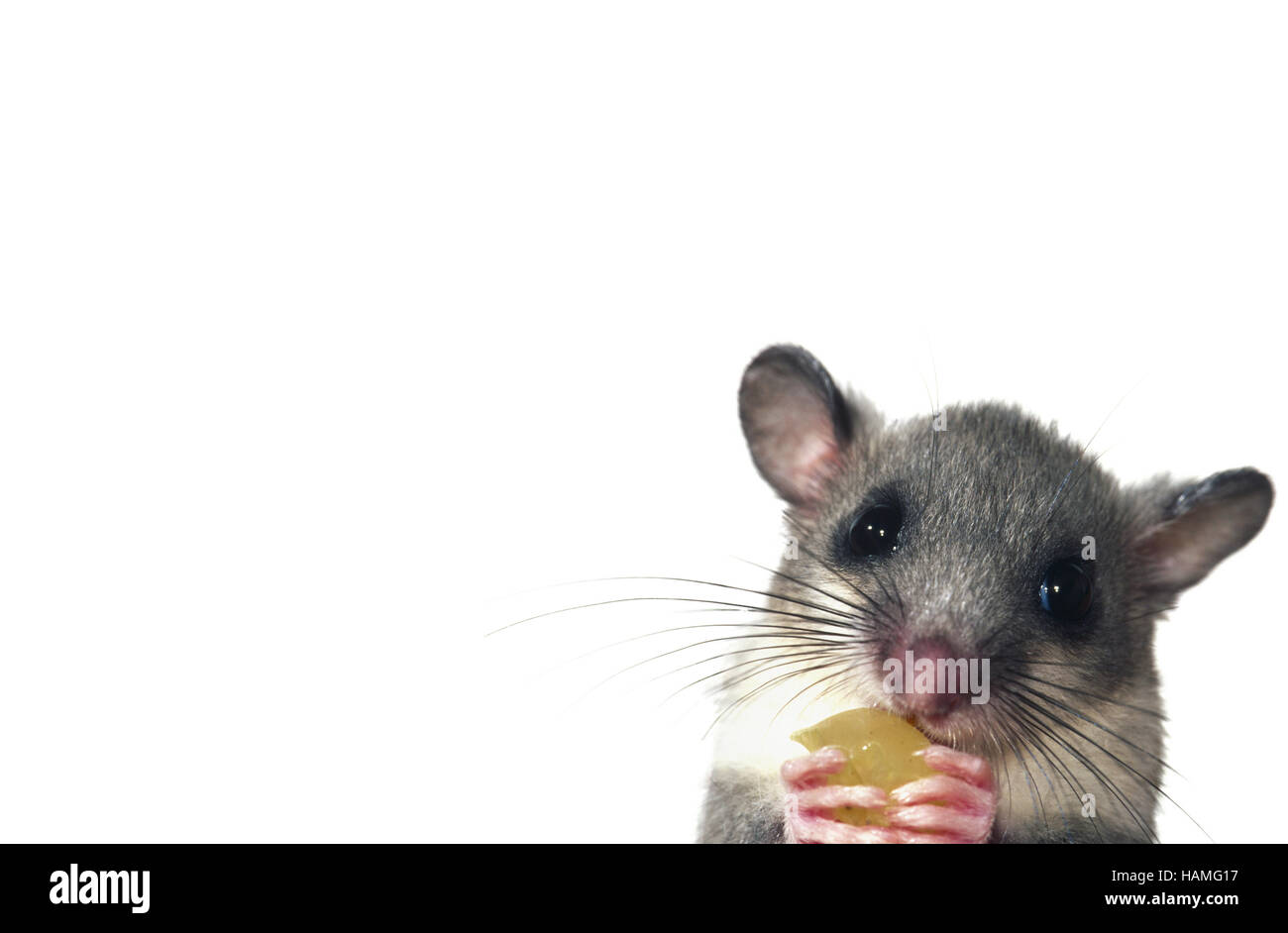 Dormouse eating hi-res stock photography and images - Alamy