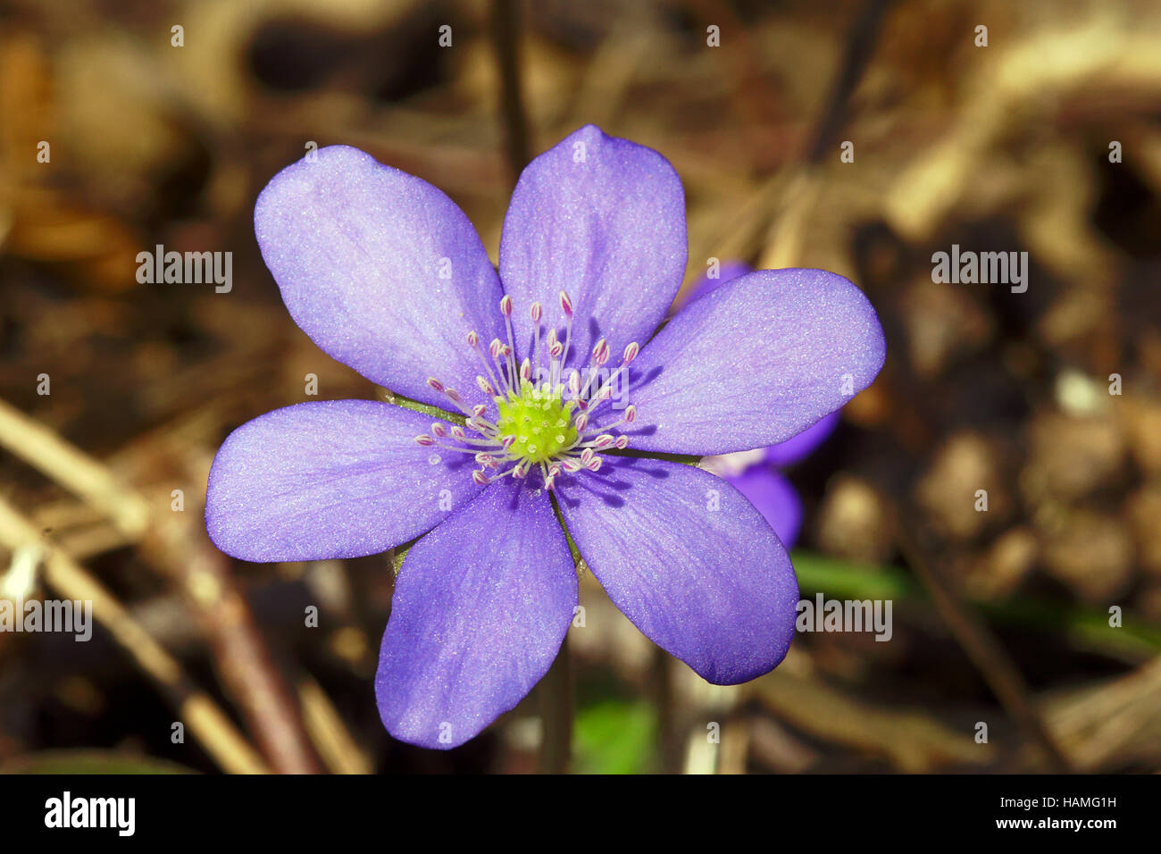 Hepatica - spring blue flower in Poland Stock Photo - Alamy
