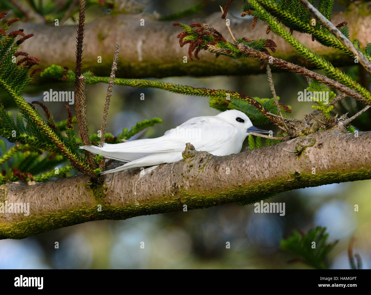 White Tern (Gygis alba), Lord Howe Island, New South Wales, NSW ...