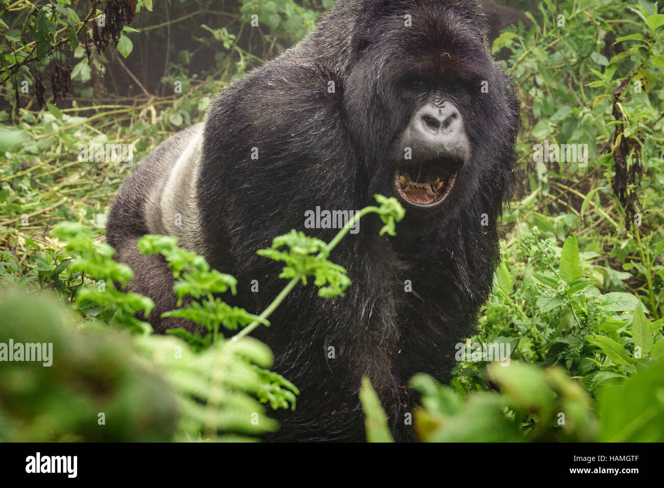 Gorilla teeth hi-res stock photography and images - Alamy