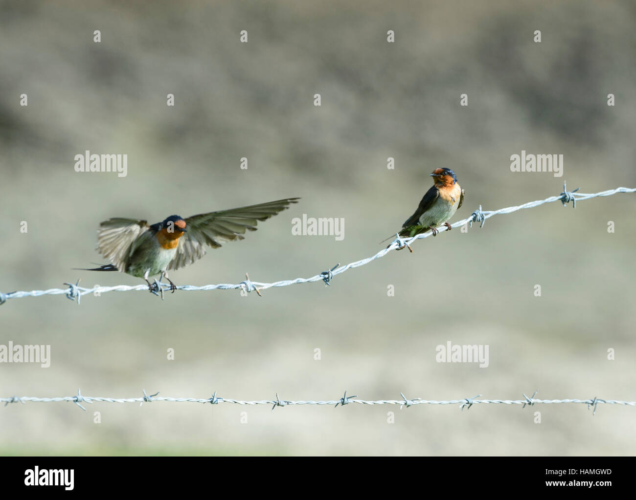 Welcome Swallows (Hirundo neoxena), Lord Howe Island, New South Wales ...