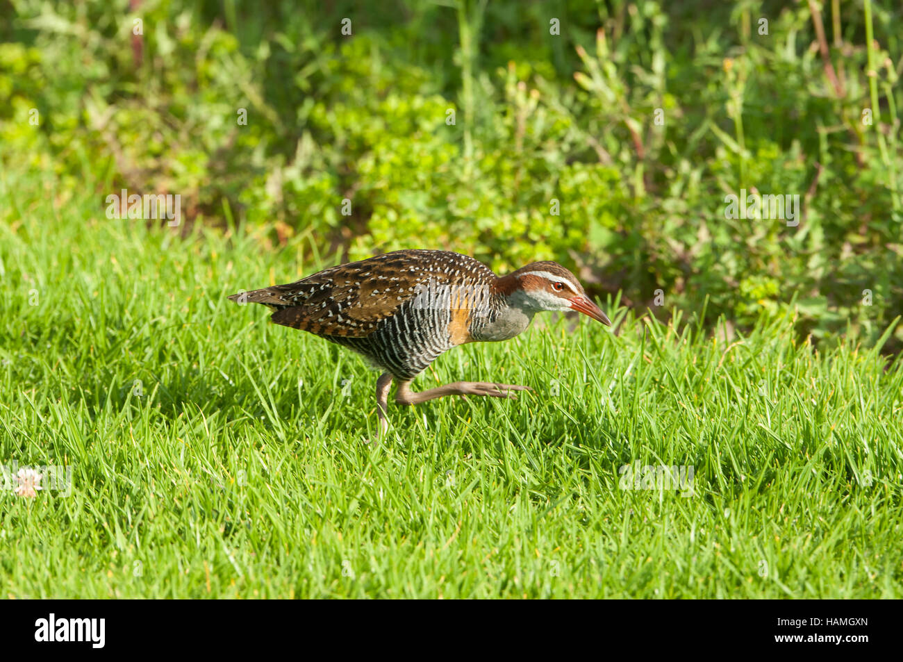 Lord howe rail hi-res stock photography and images - Alamy