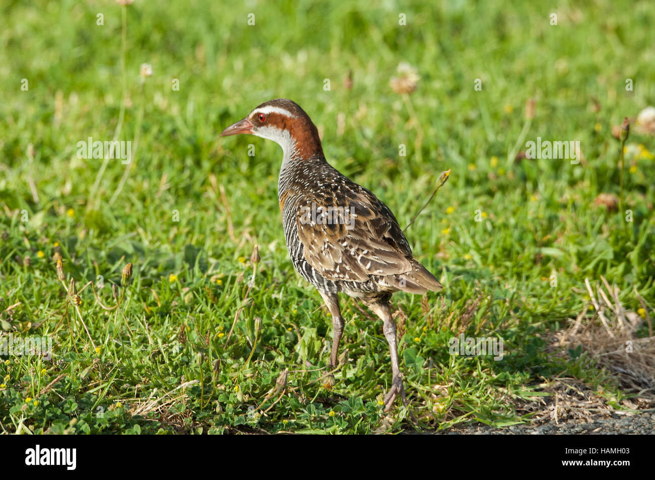 Lord howe rail hi-res stock photography and images - Alamy