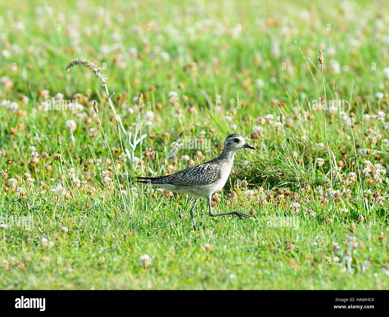 Australian golden plover hi-res stock photography and images - Alamy