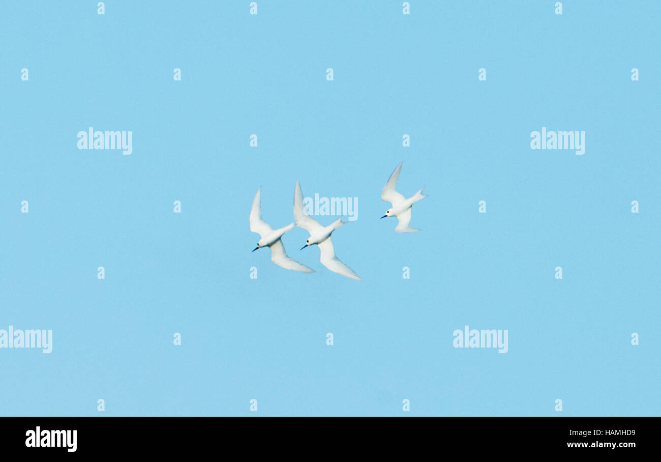 White Terns (Gygis alba) in flight, Lord Howe Island, New South Wales ...