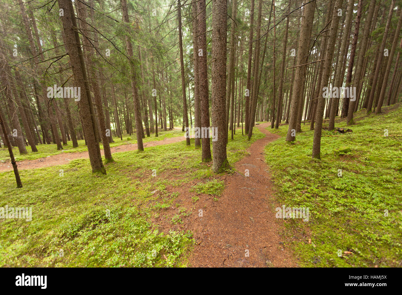 walking into the forest long a path in a cloudy day. No people around ...