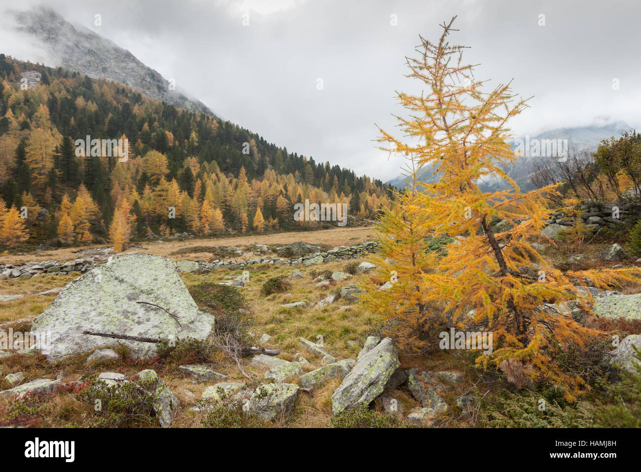 yellow larches at fall in the woods Stock Photo - Alamy