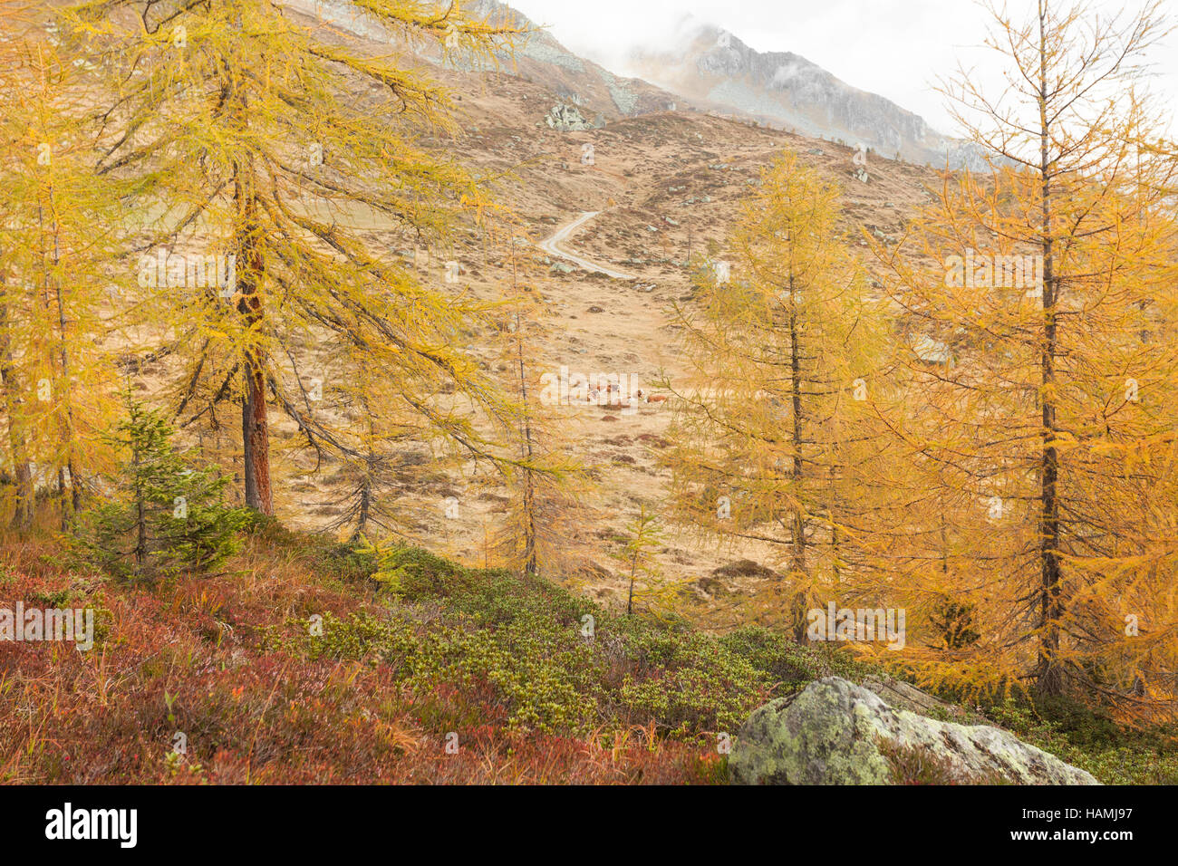 yellow larches at fall in the woods Stock Photo - Alamy