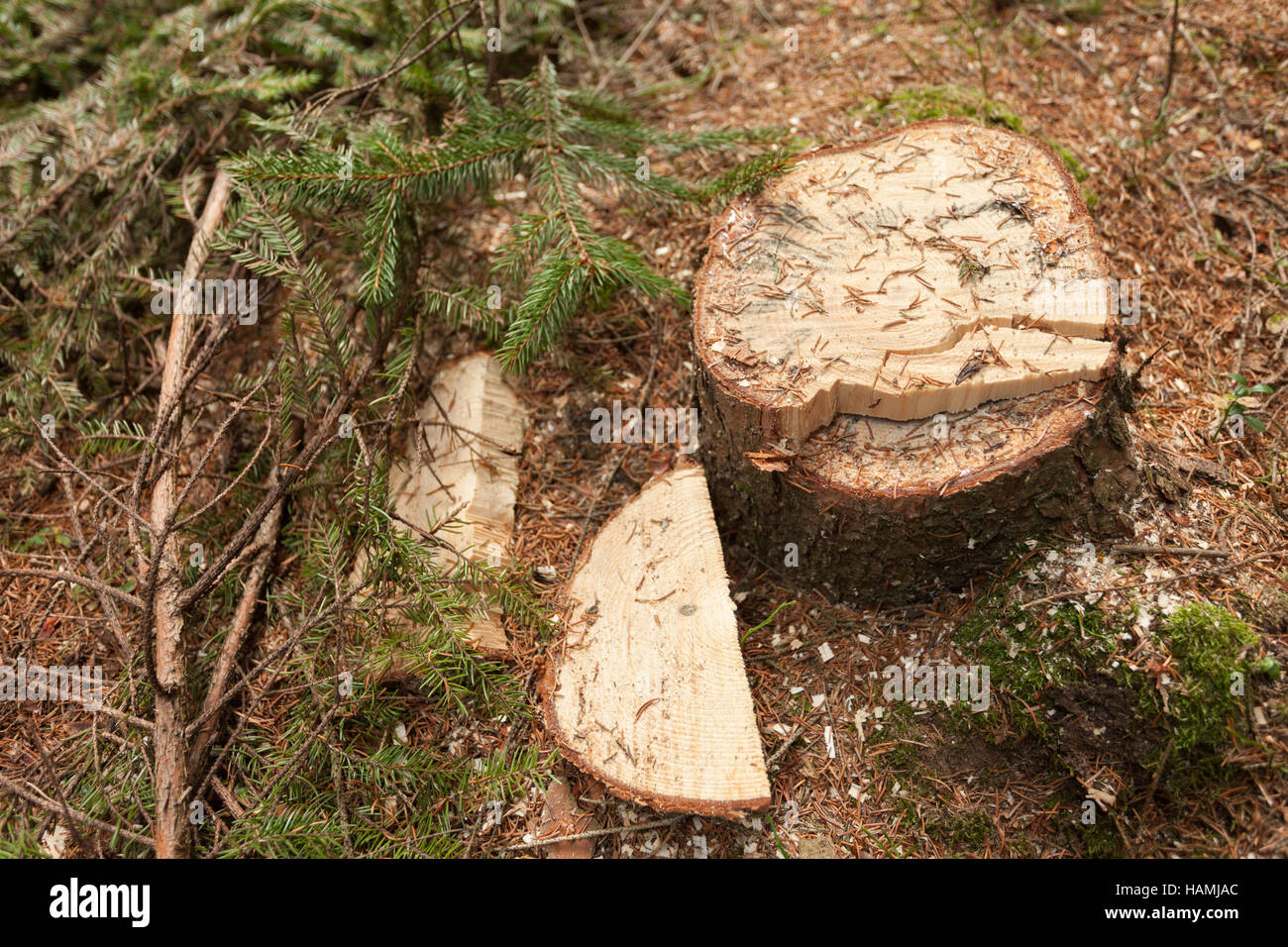 Cross section of a young pine tree Stock Photo - Alamy