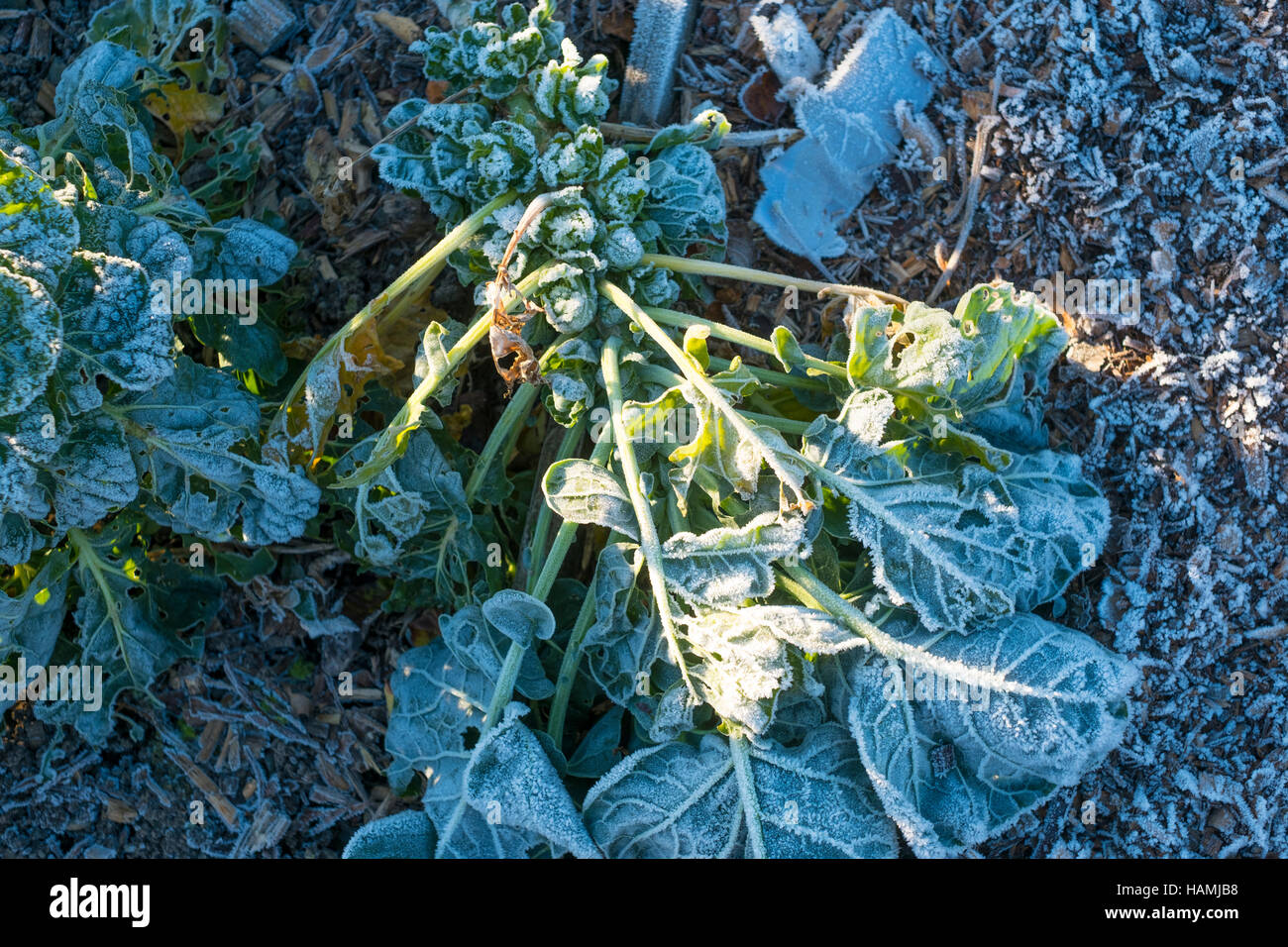 Frost and ice on plants and vegetables (Brussels Sprouts) on an ...