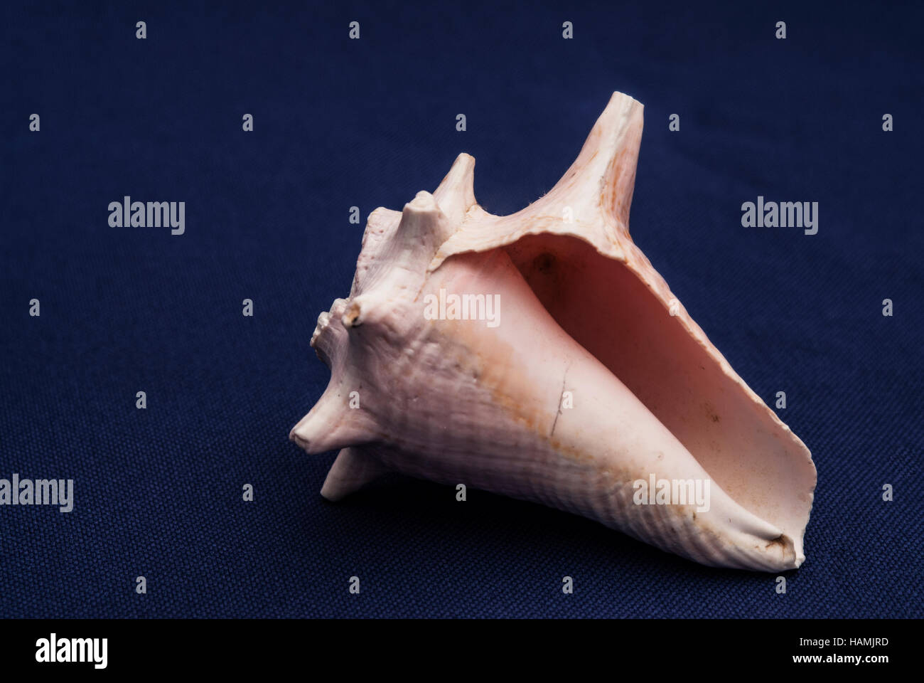 Conchiolin hi-res stock photography and images - Alamy
