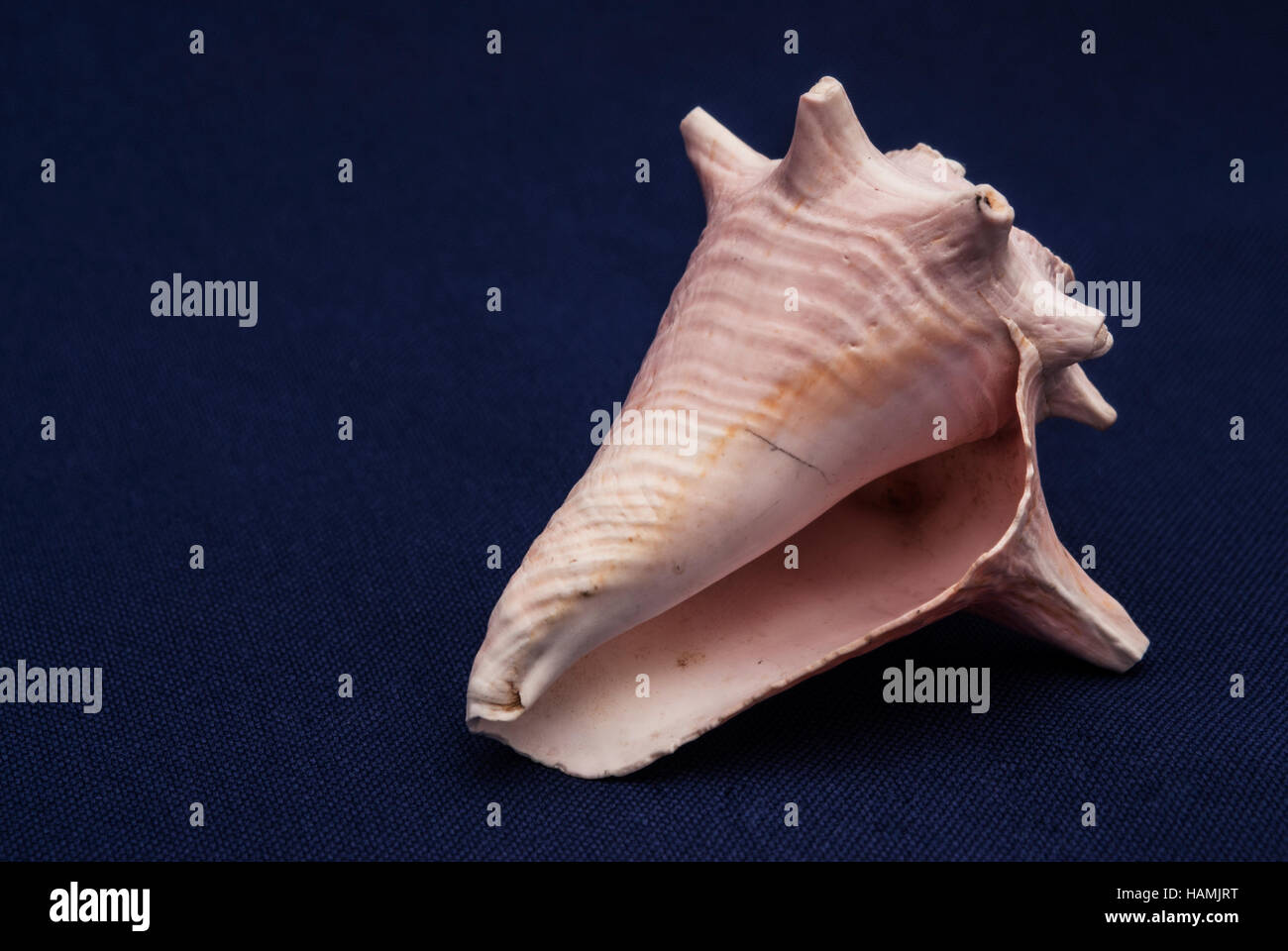 Shell morphology hi-res stock photography and images - Alamy