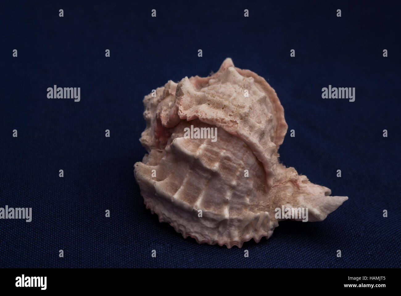 Sea snail shell hi-res stock photography and images - Alamy